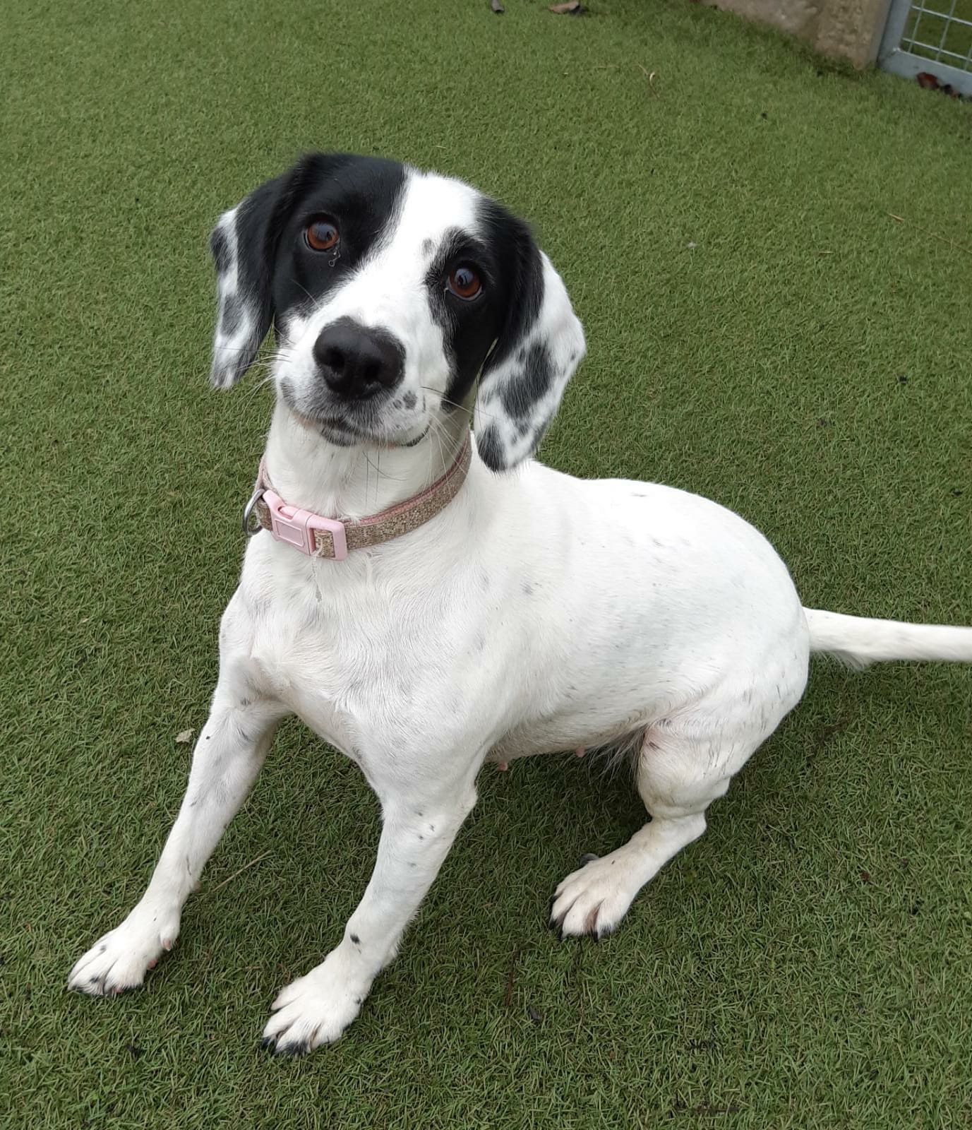 Dogs For Adoption in Sheffield | The Cliffe Kennels